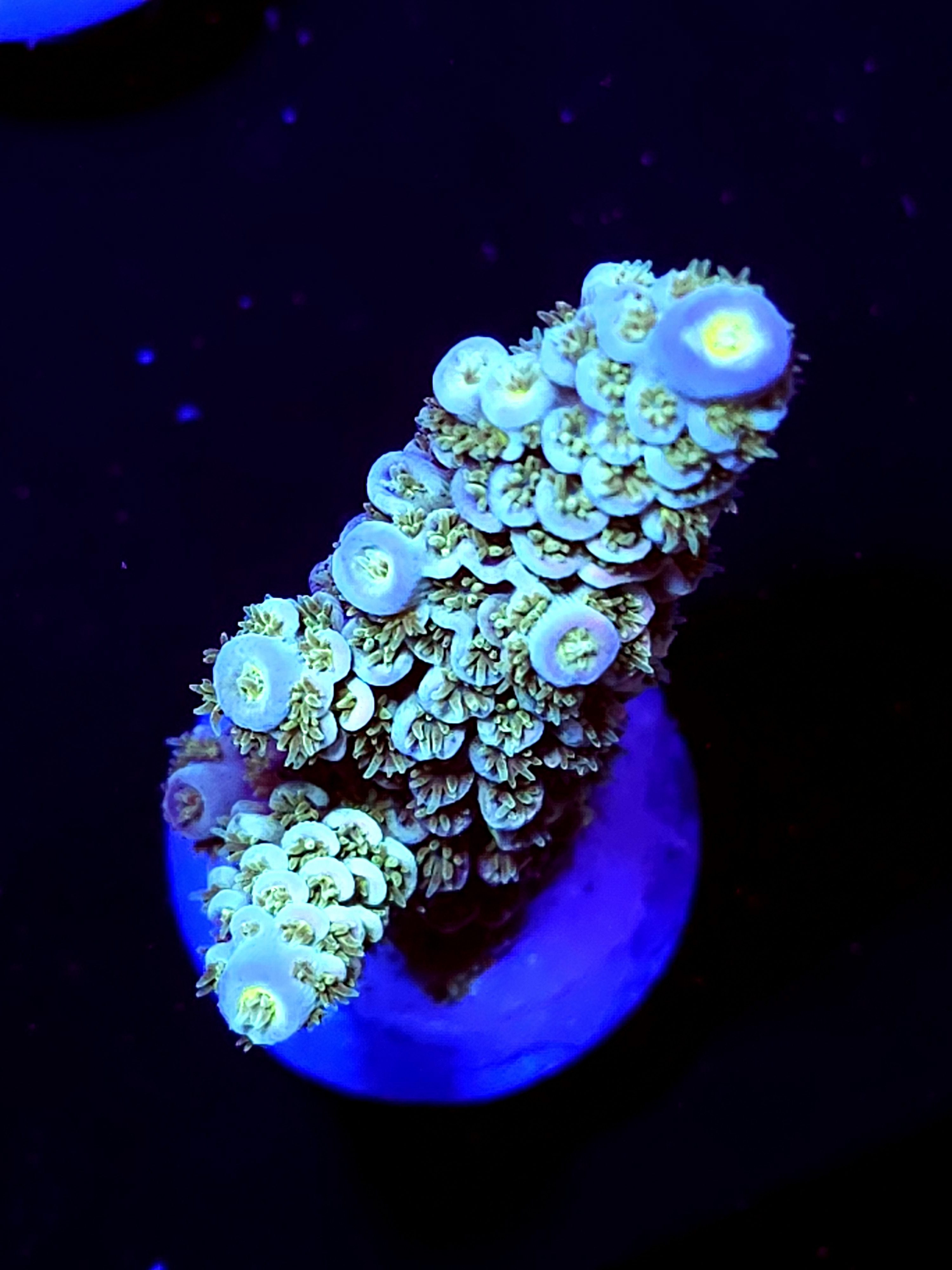 SBB "No Name" Acro Large Hairy Tenuis – Sbb Corals