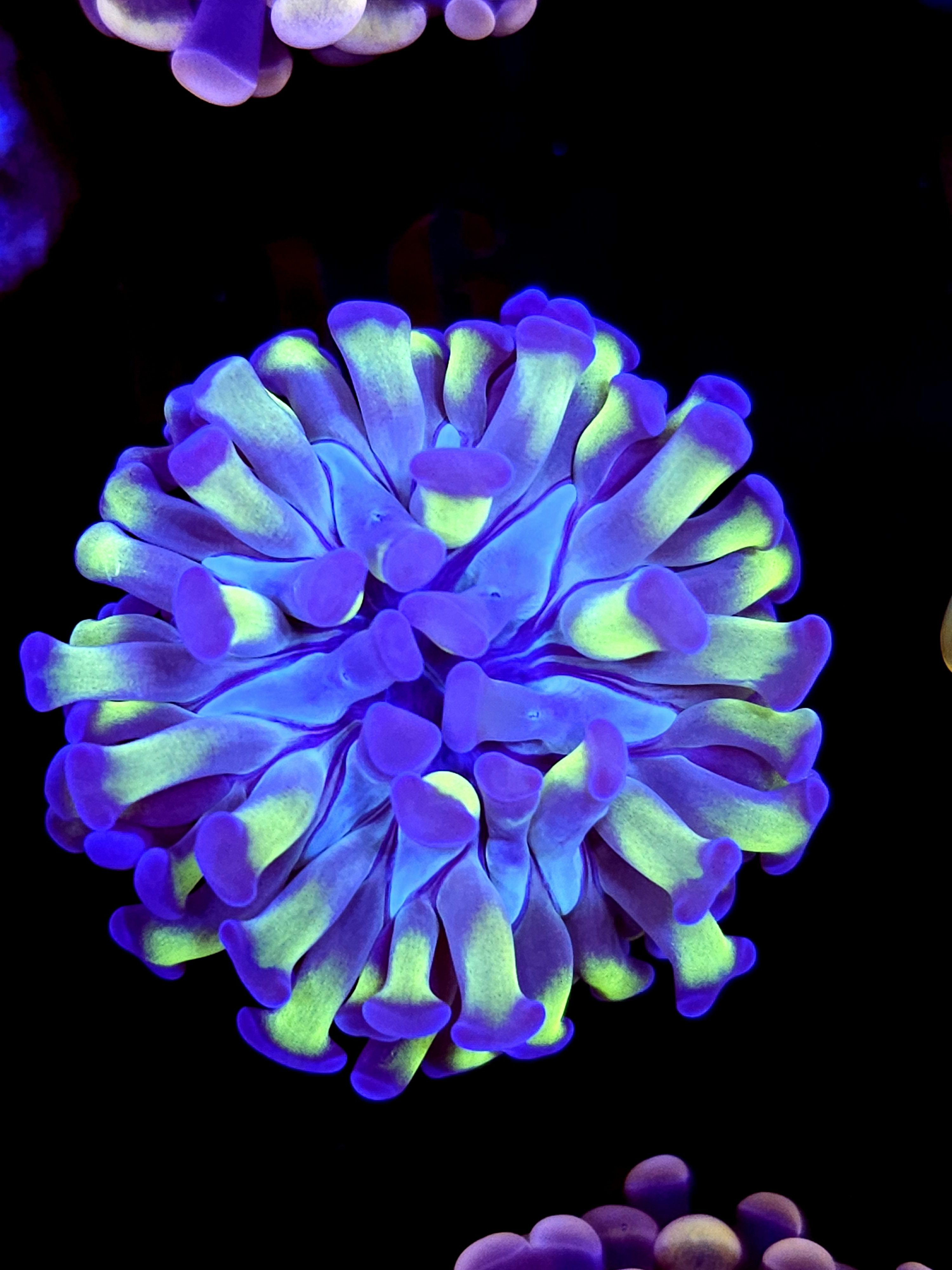 SBB Green Stem Blue Hammer – Sbb Corals