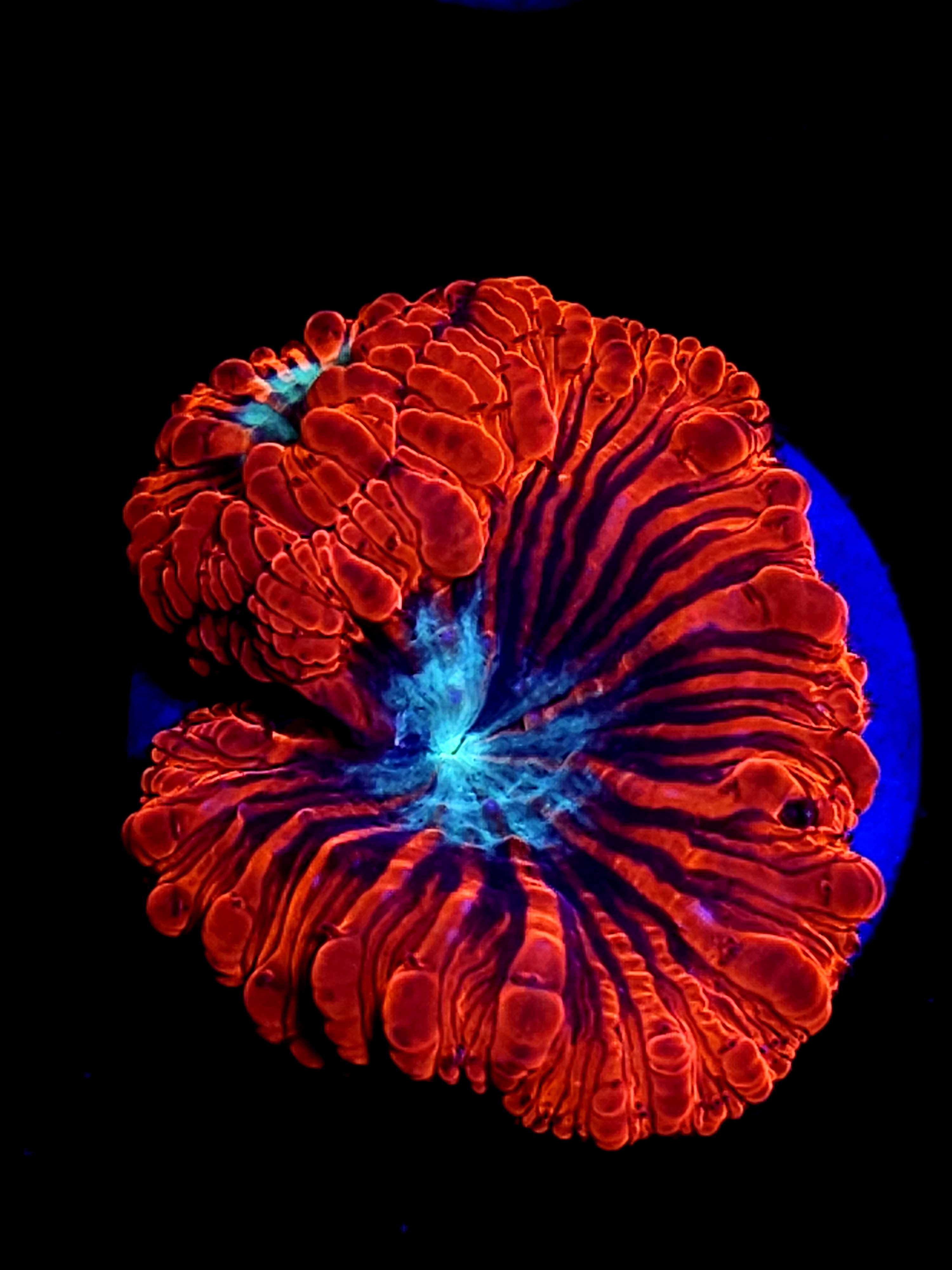 SBB Red Blueish Center Blasto – Sbb Corals