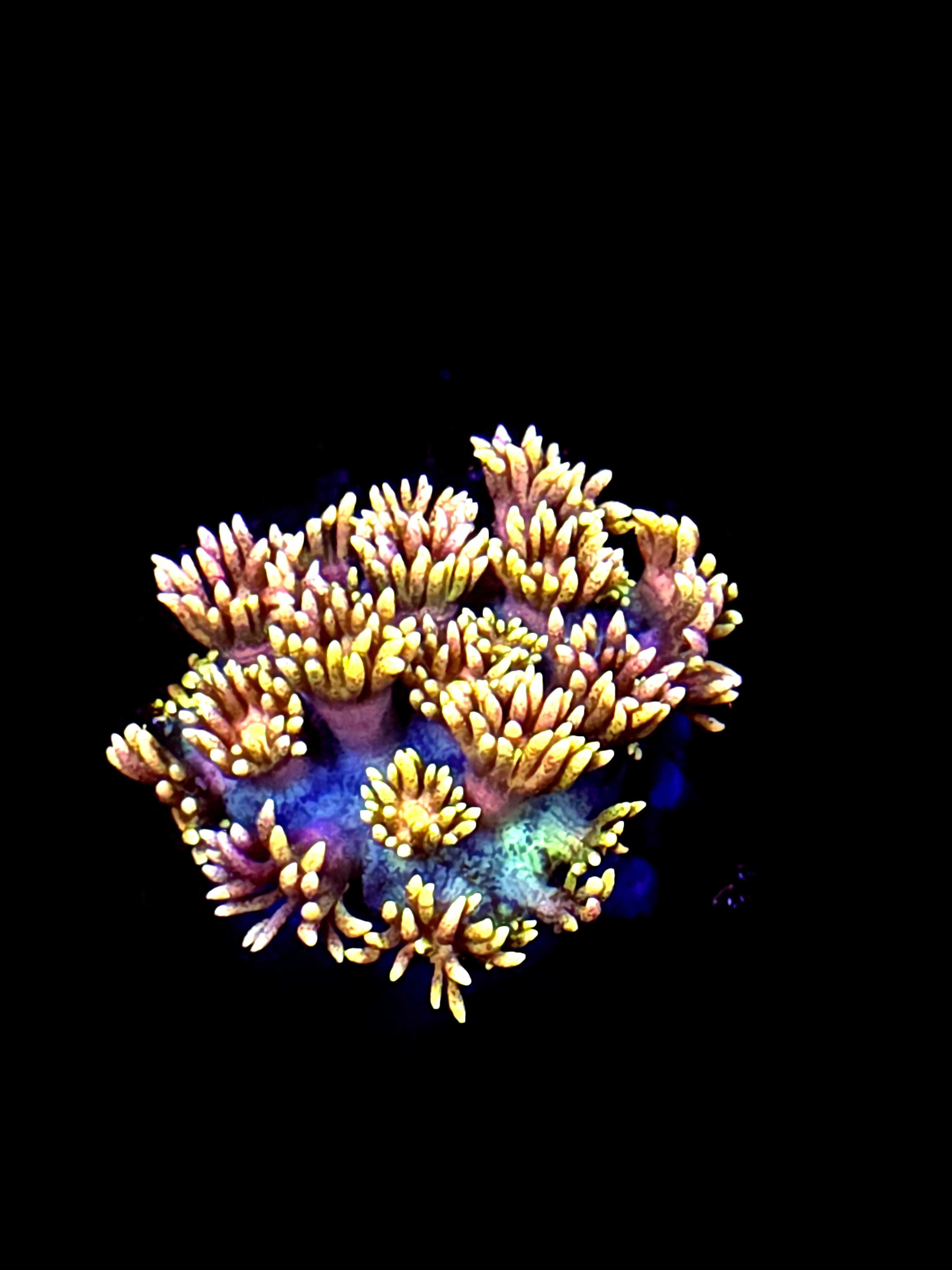 SBB "Luna Snow" Goni – Sbb Corals