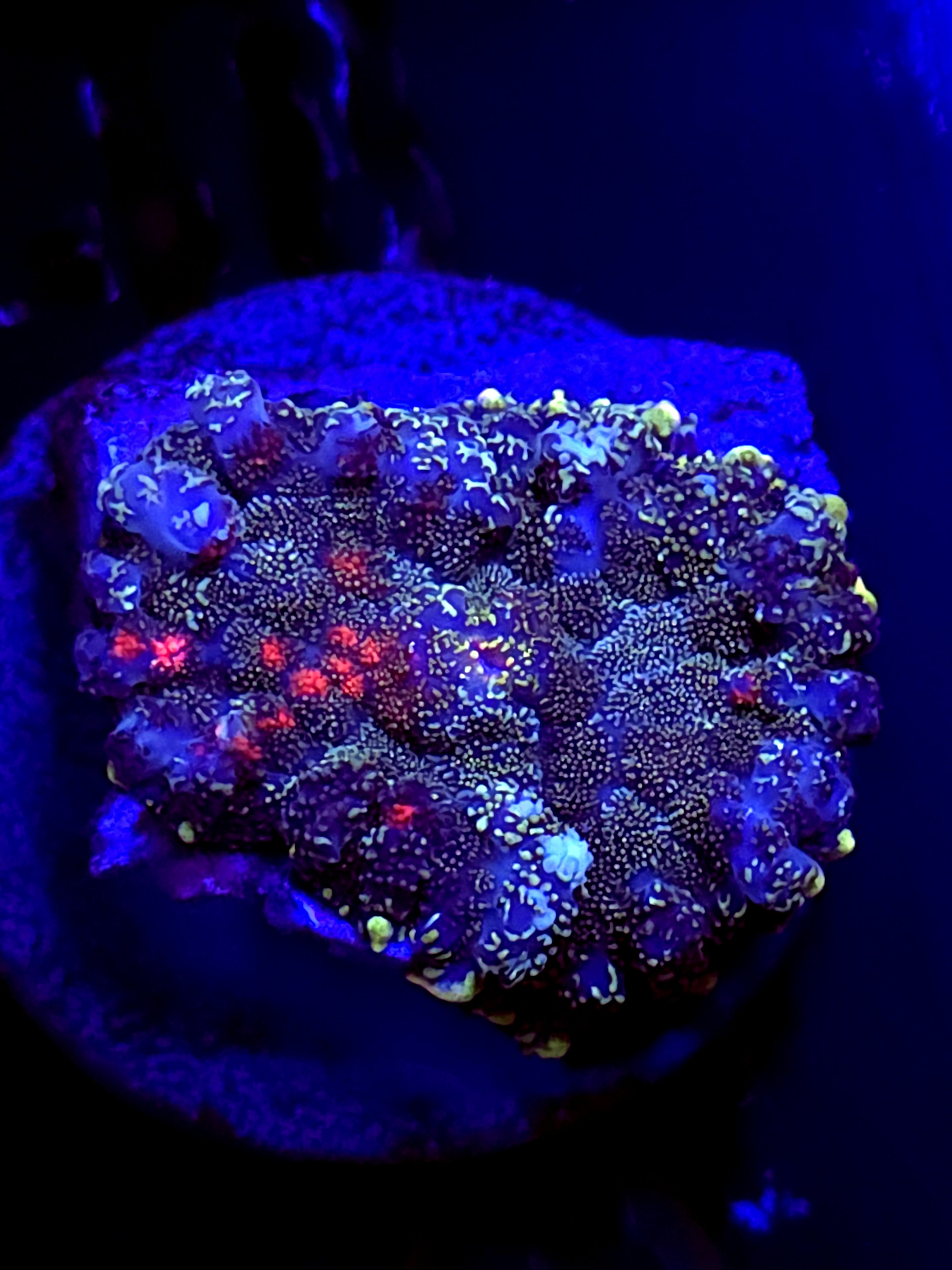 BB "Green Spice" Mushroom – Sbb Corals