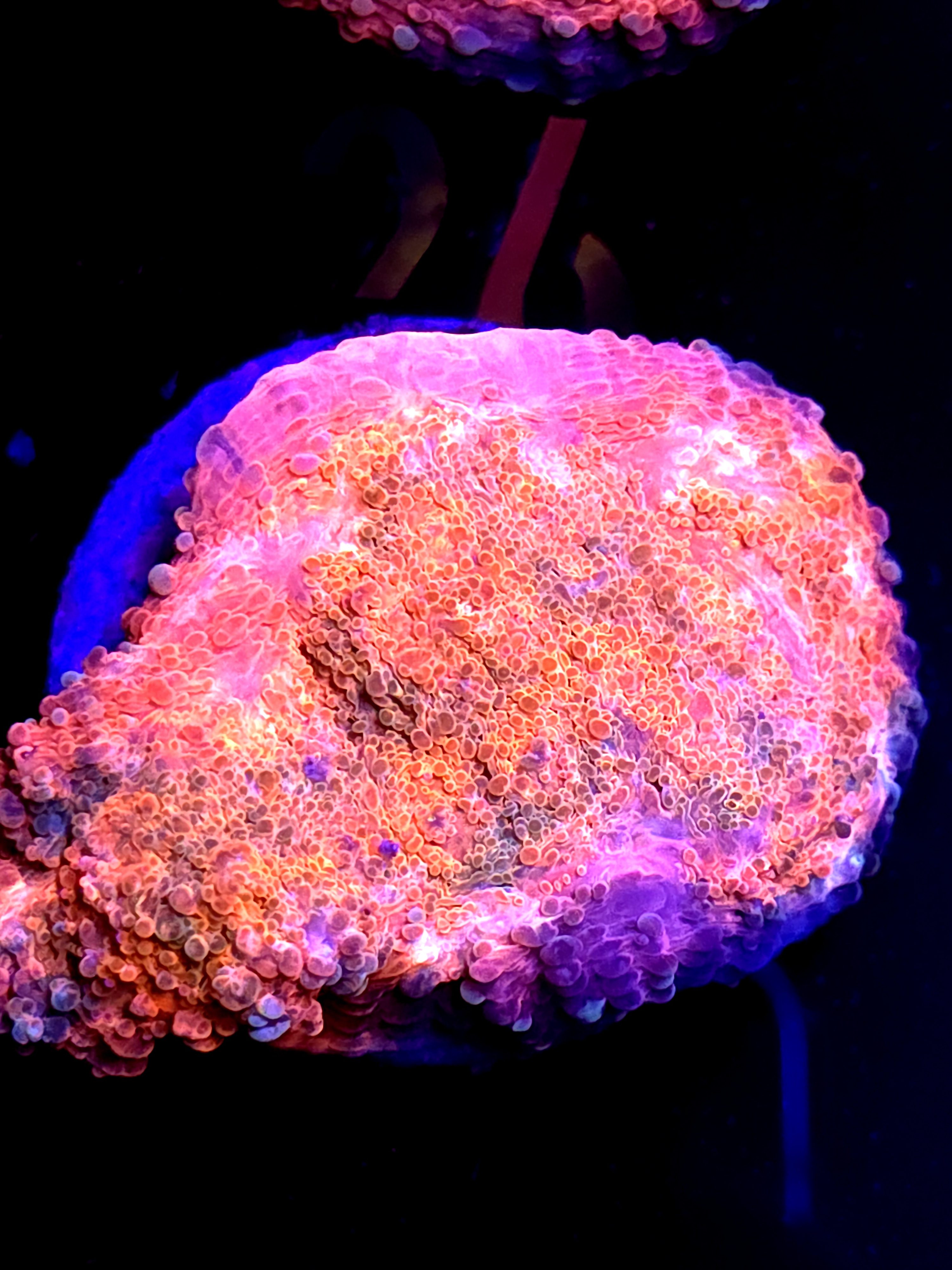 SBB Pinkish Encruster Coral – Sbb Corals