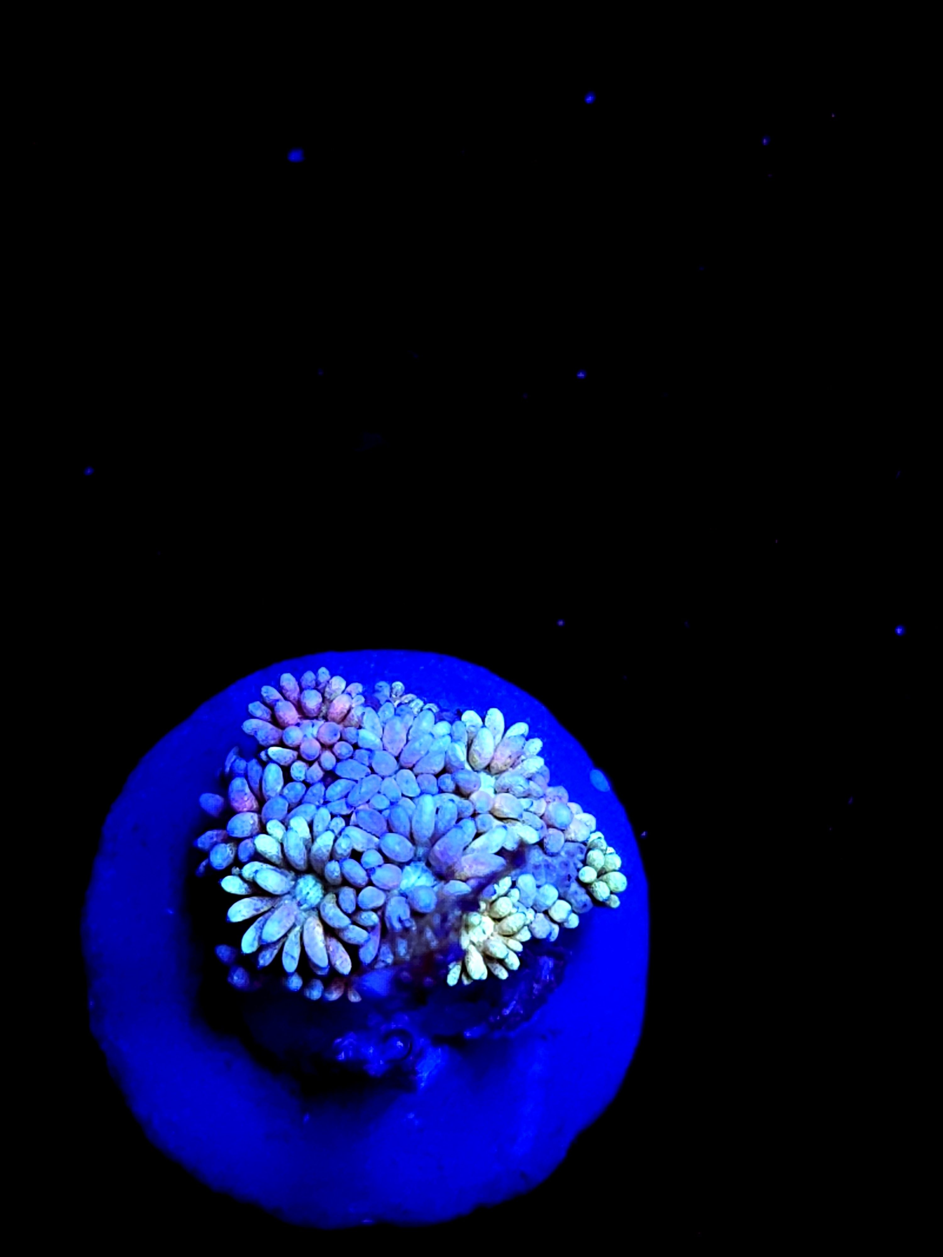 SBB "Blue Snow" Goni Tiny size – Sbb Corals