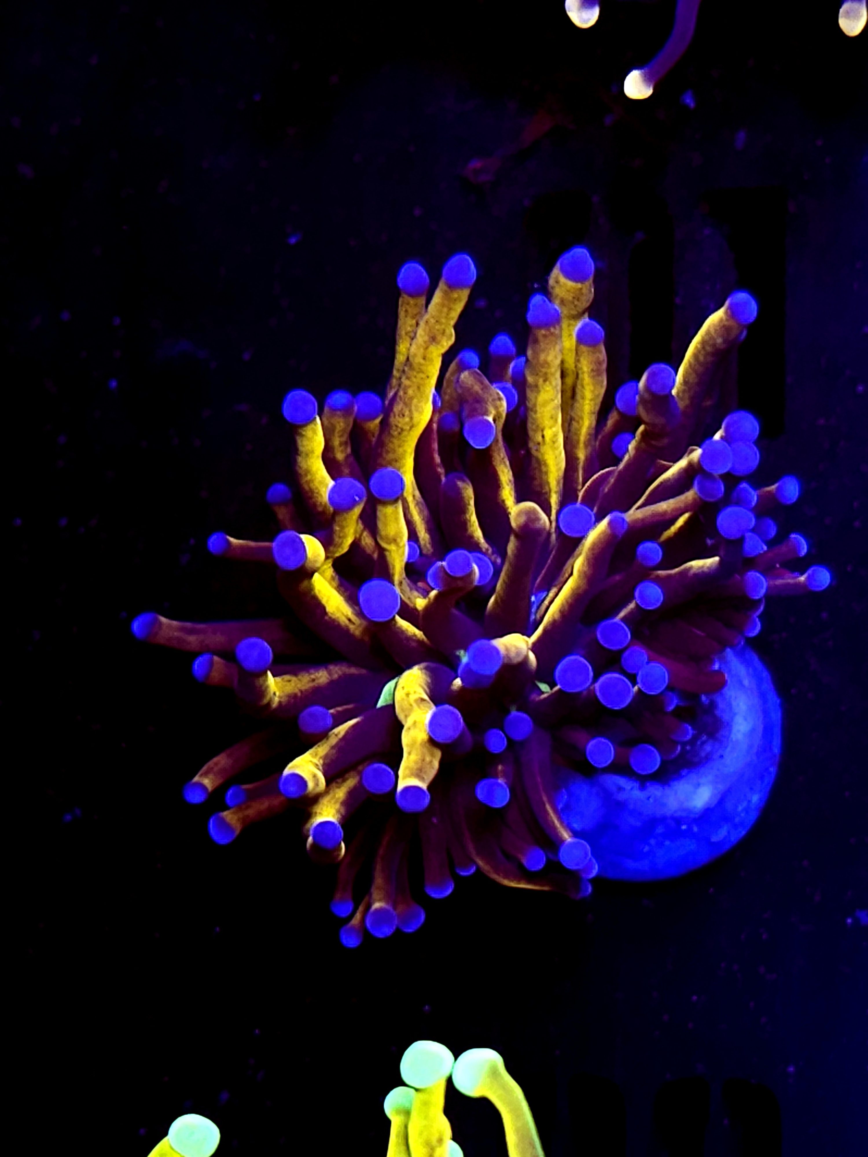 SBB " 24k" Torch Colored down – Sbb Corals