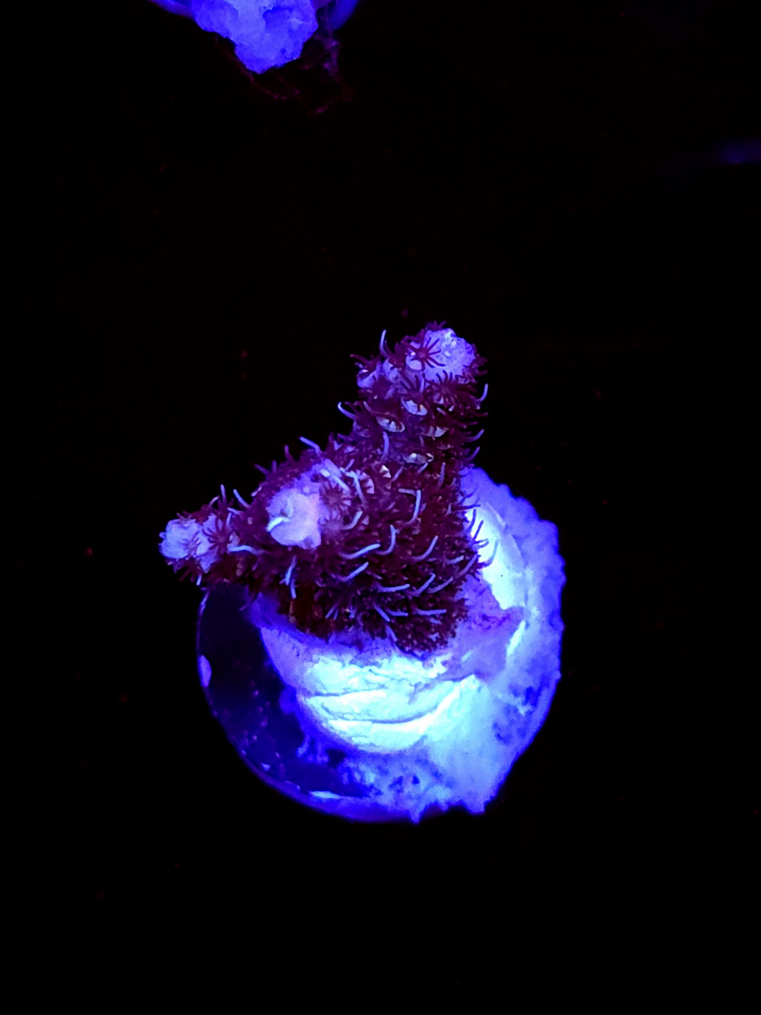 SBB "Shadow Blade" Acro Small 3 Branch – Sbb Corals