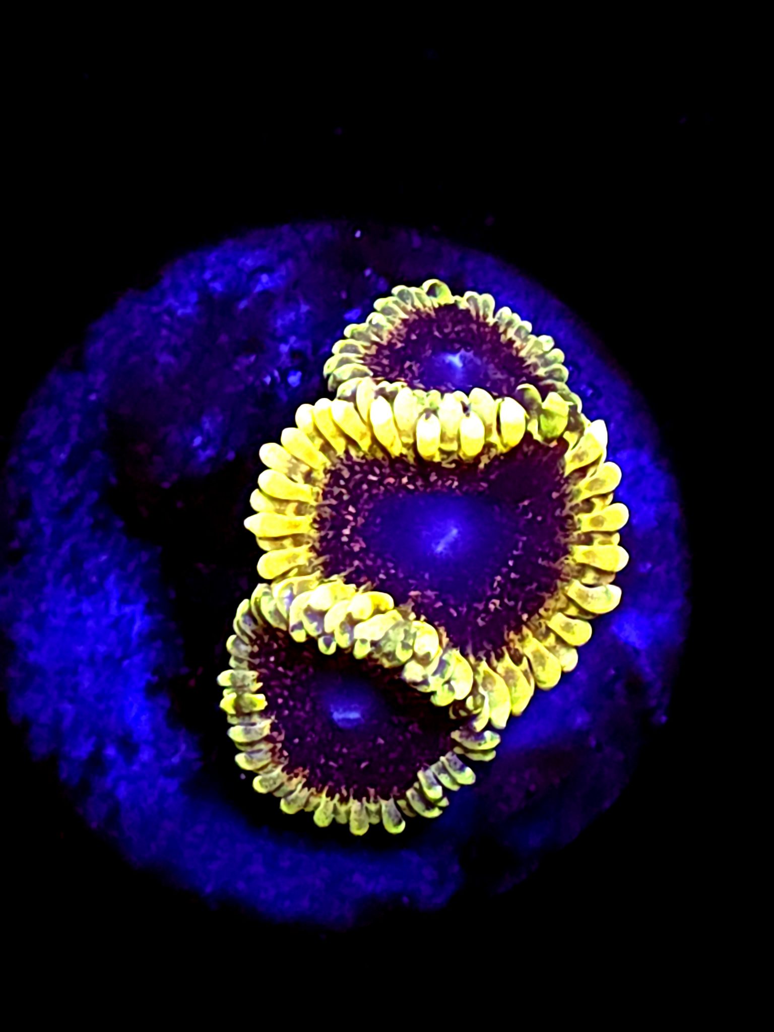 SBB "diamond rage" Zoa 3 Polyps – Sbb Corals