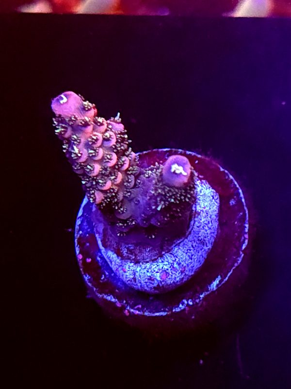 SBB "Sprinkle Storm" Acro Small 2 Branch – Sbb Corals