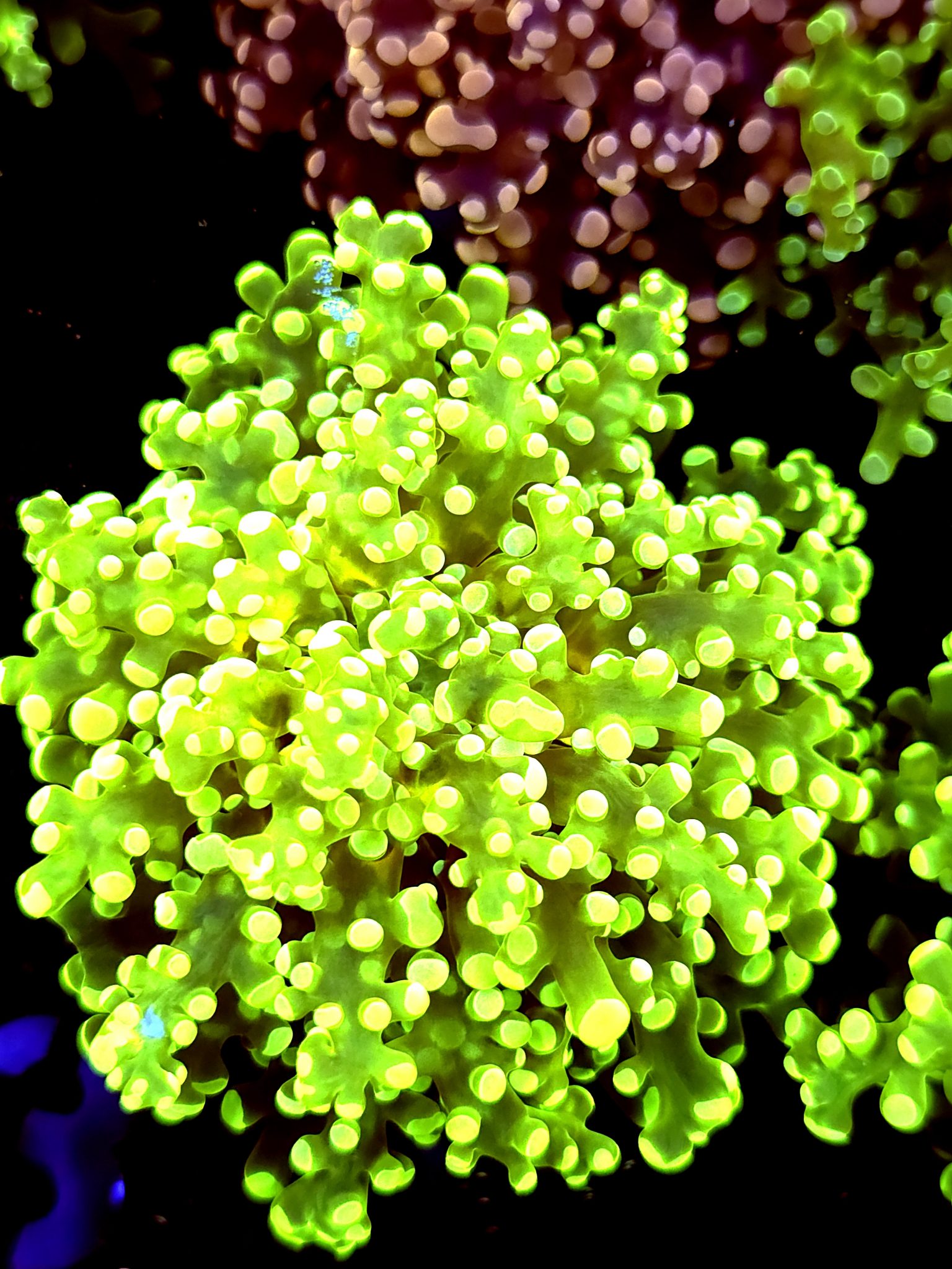SBB " Green Hulk" Frogspawn – Sbb Corals