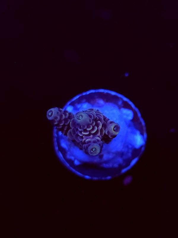 SBB "Toxic Sugar" Acro Medium Branch – Sbb Corals