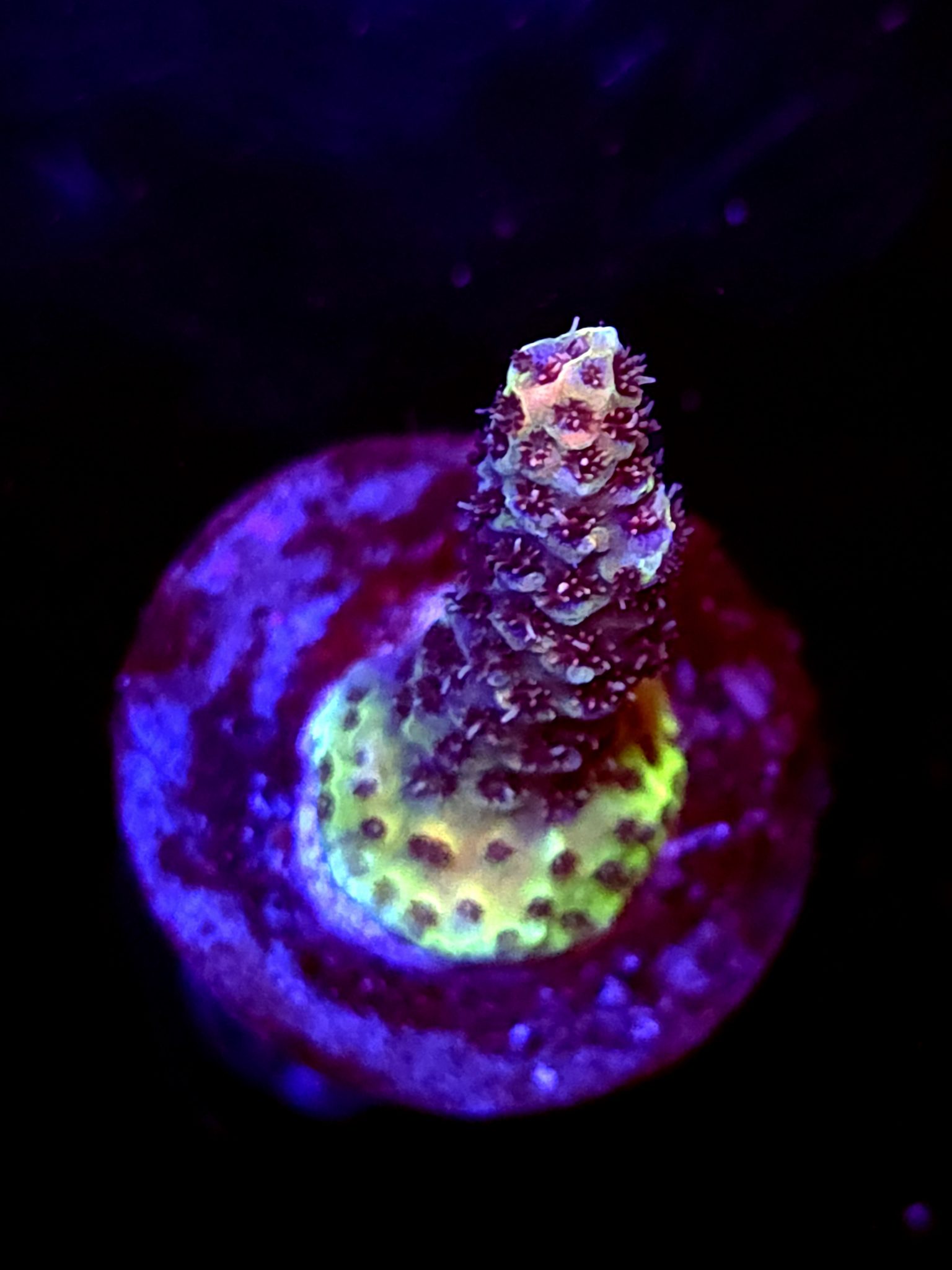 SBB "Ocean Fans" Acro Smal Branch – Sbb Corals