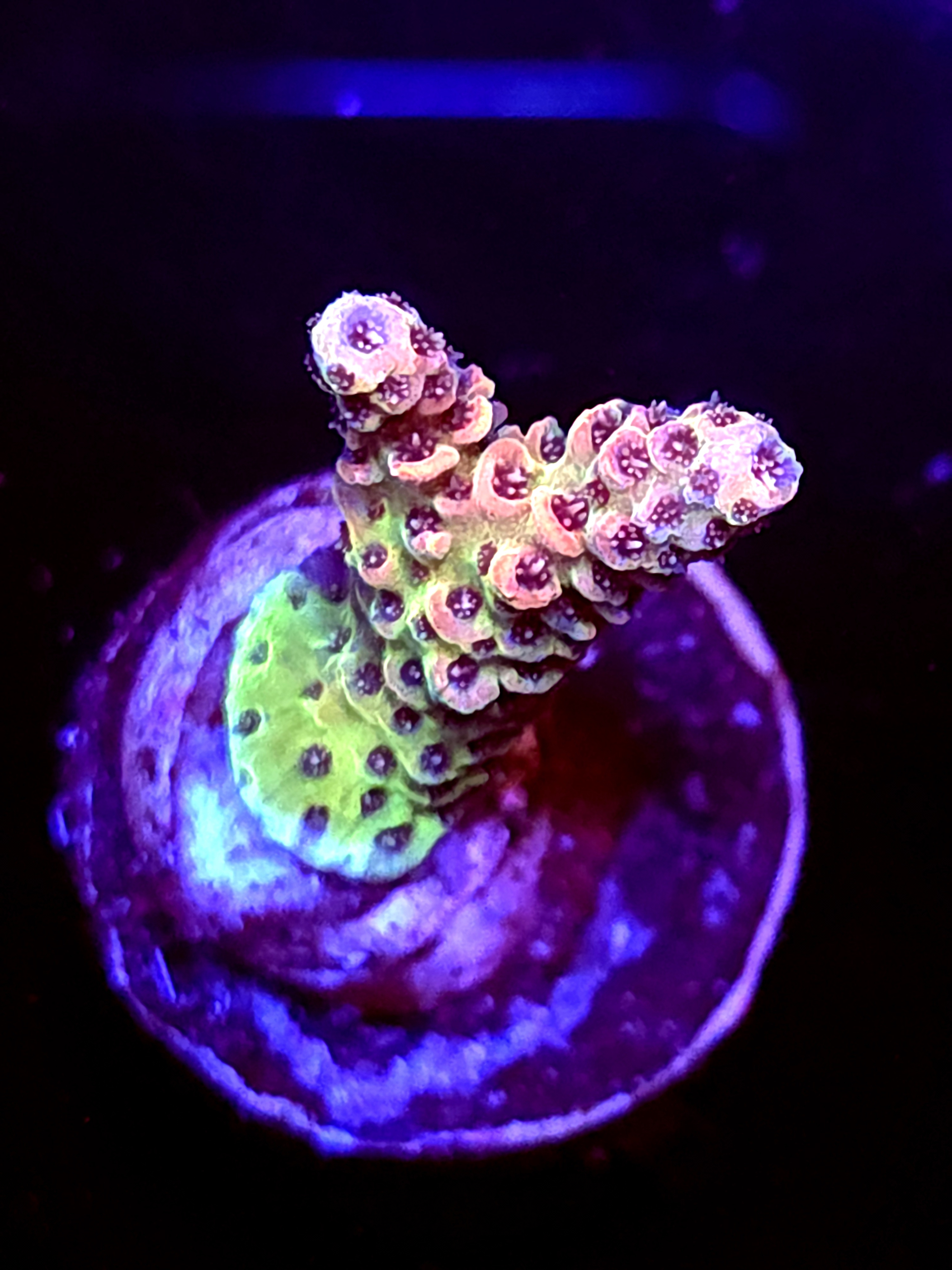 SBB "Ocean Fans" Acro Smal 2 Branch – Sbb Corals