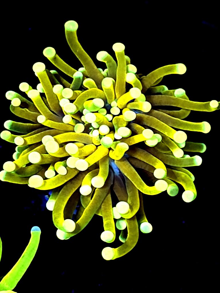 SBB " yellow King" Torch – Sbb Corals