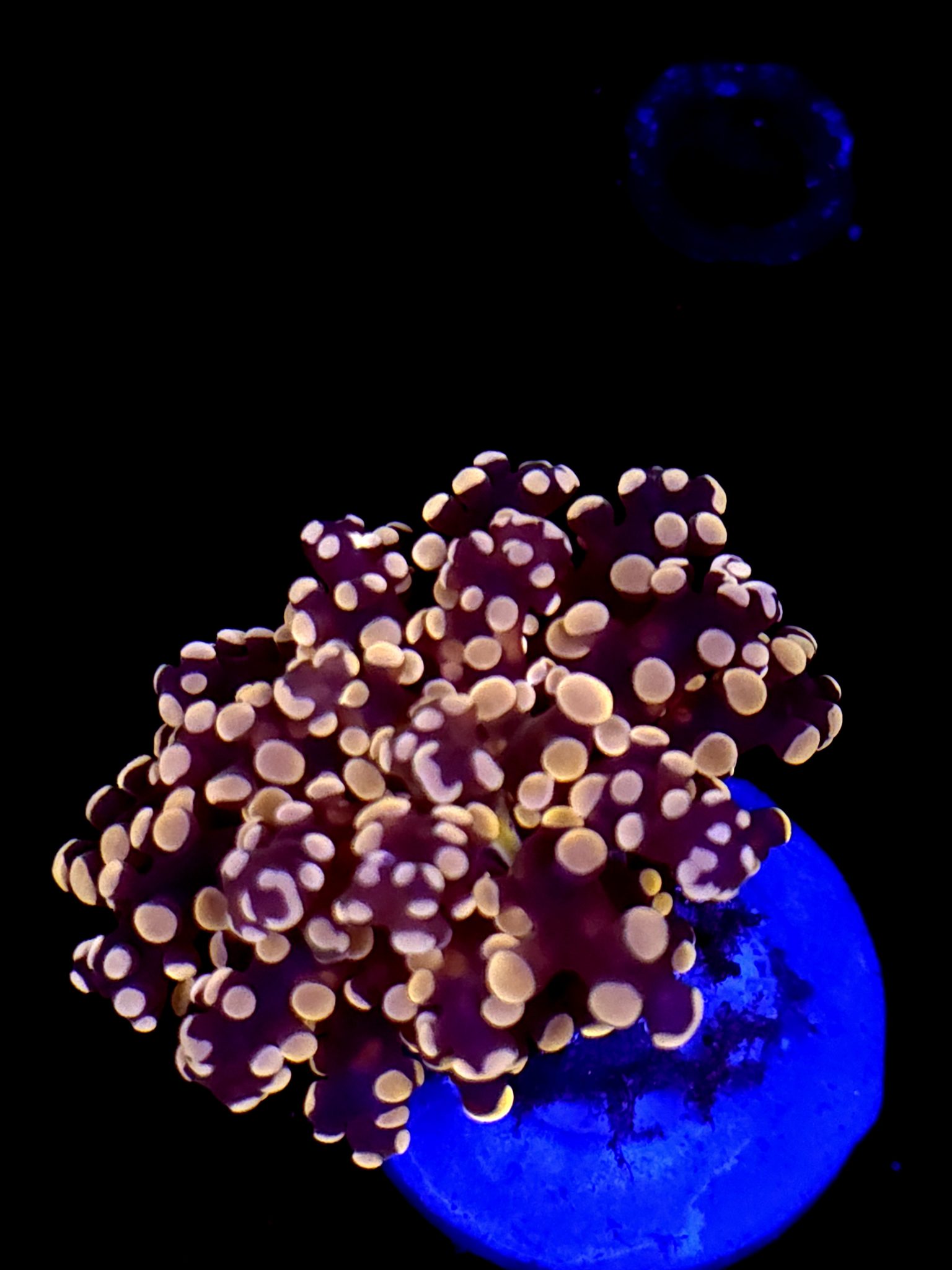 SBB " Lavendor Breeze" Frogspawn – Sbb Corals