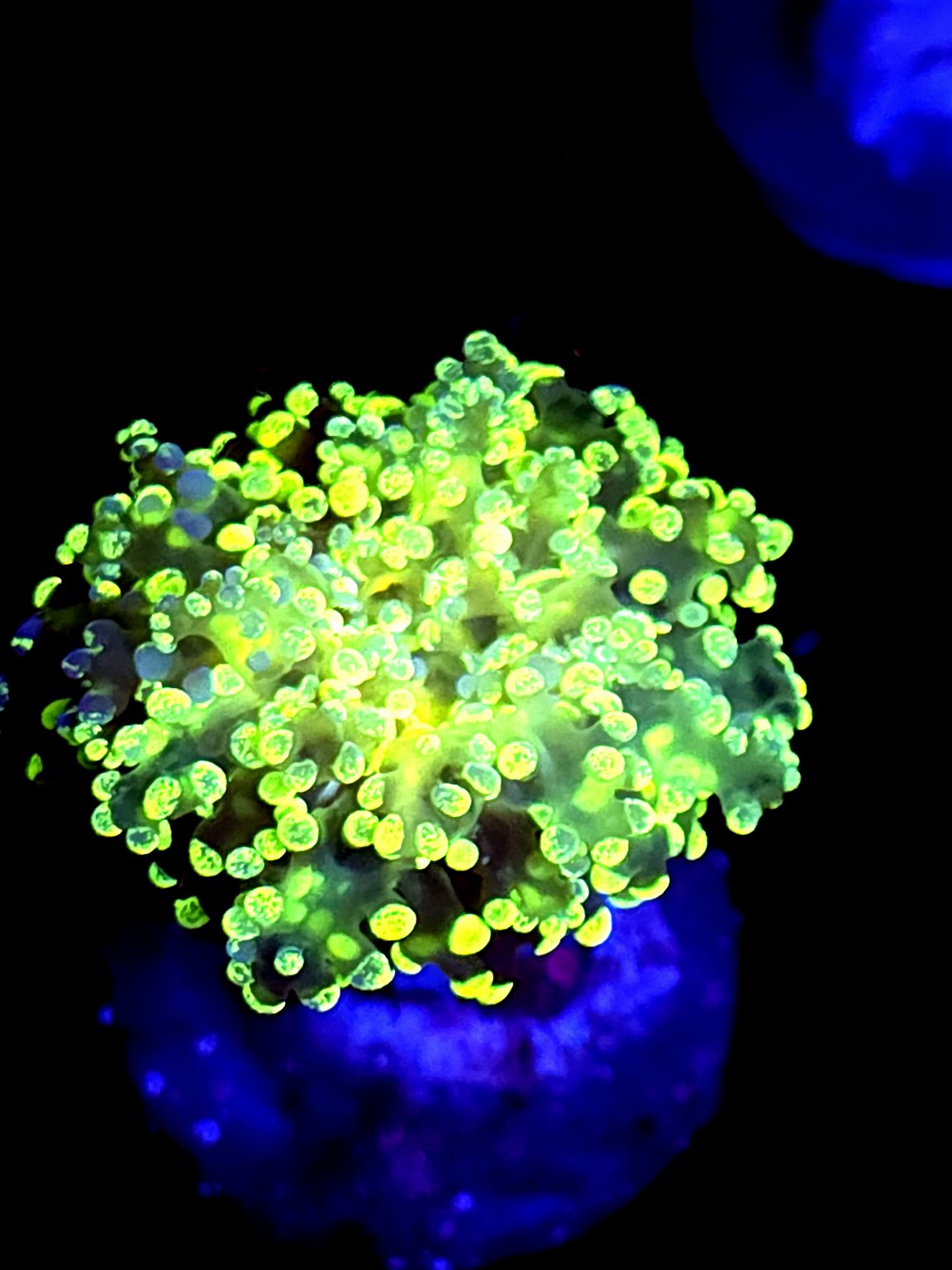 SBB " Green Hulk" Frogspawn – Sbb Corals