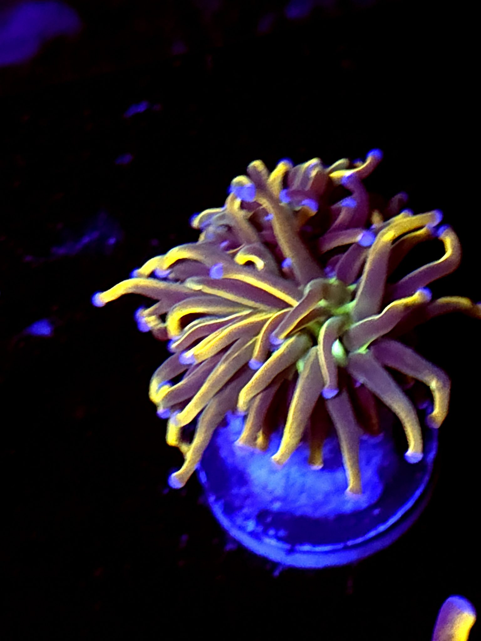 SBB " Gold Pool" Torch – Sbb Corals