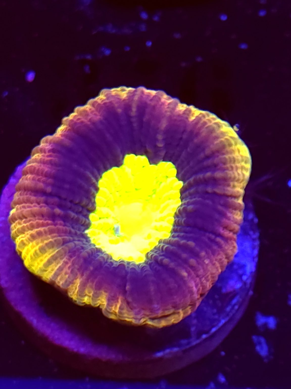 SBB "Dragon Soul" Favia 1 Eye – Sbb Corals