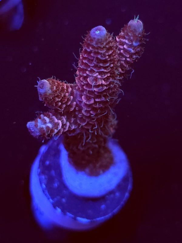 SBB "Deep Space" Acro Large Multibranch – Sbb Corals